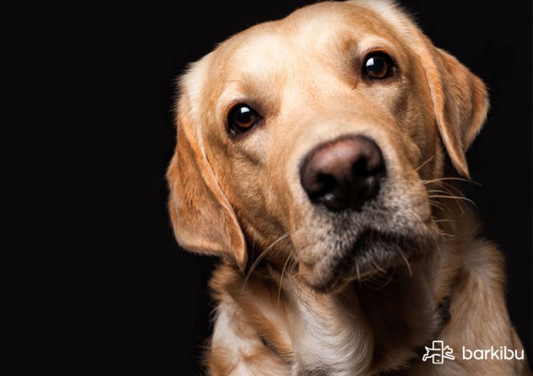 🥇 Mi perro babea mucho de repente, ¿qué puede ser?