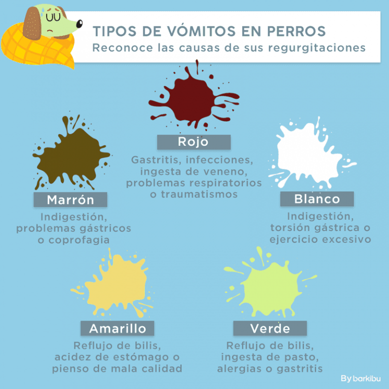 Tipos de vómitos en perros por color y su significado - Qué darle