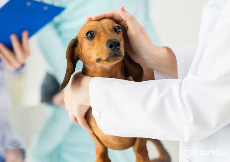 ¿Qué puedo darle a un perro con tos? ¿Hay un jarabe universal si tose?