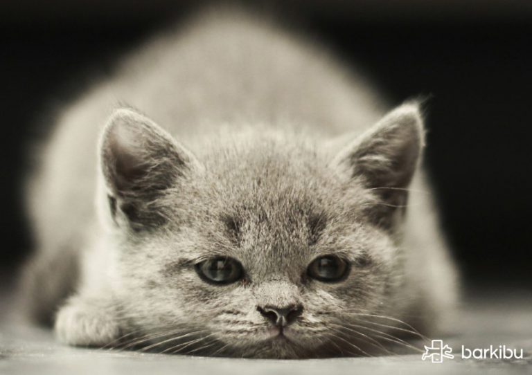 ¿Por qué mi gato tose como si se ahogara? - Ataque de tos en gatos